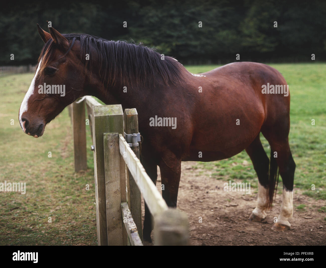 Brown Horse (Equus caballus) with white stripe on its head standing by ...