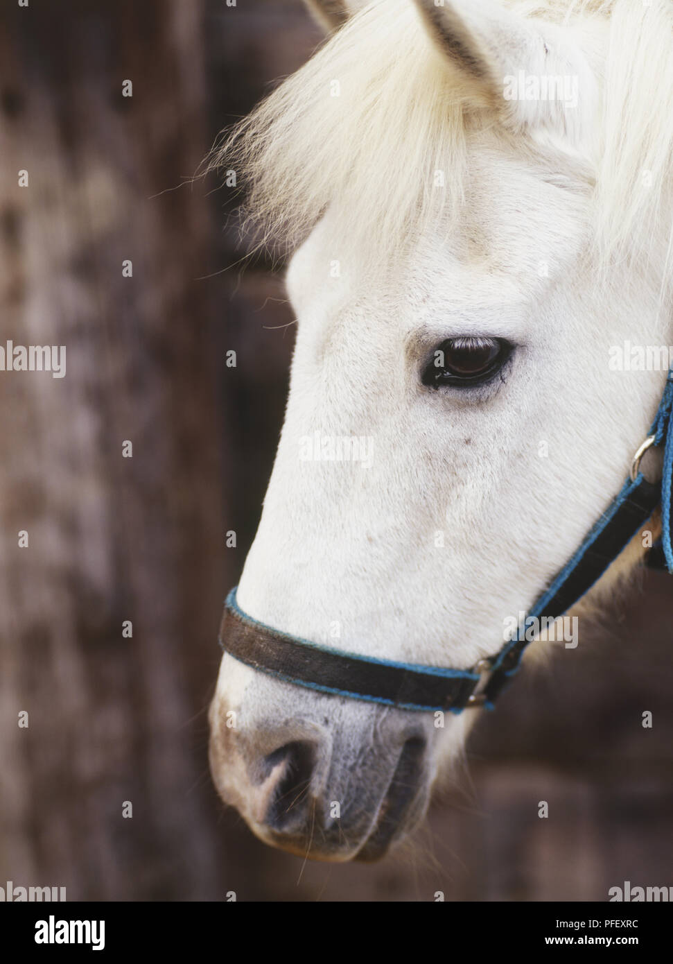 Bridled head of white Horse (Equus caballus), side view Stock Photo - Alamy