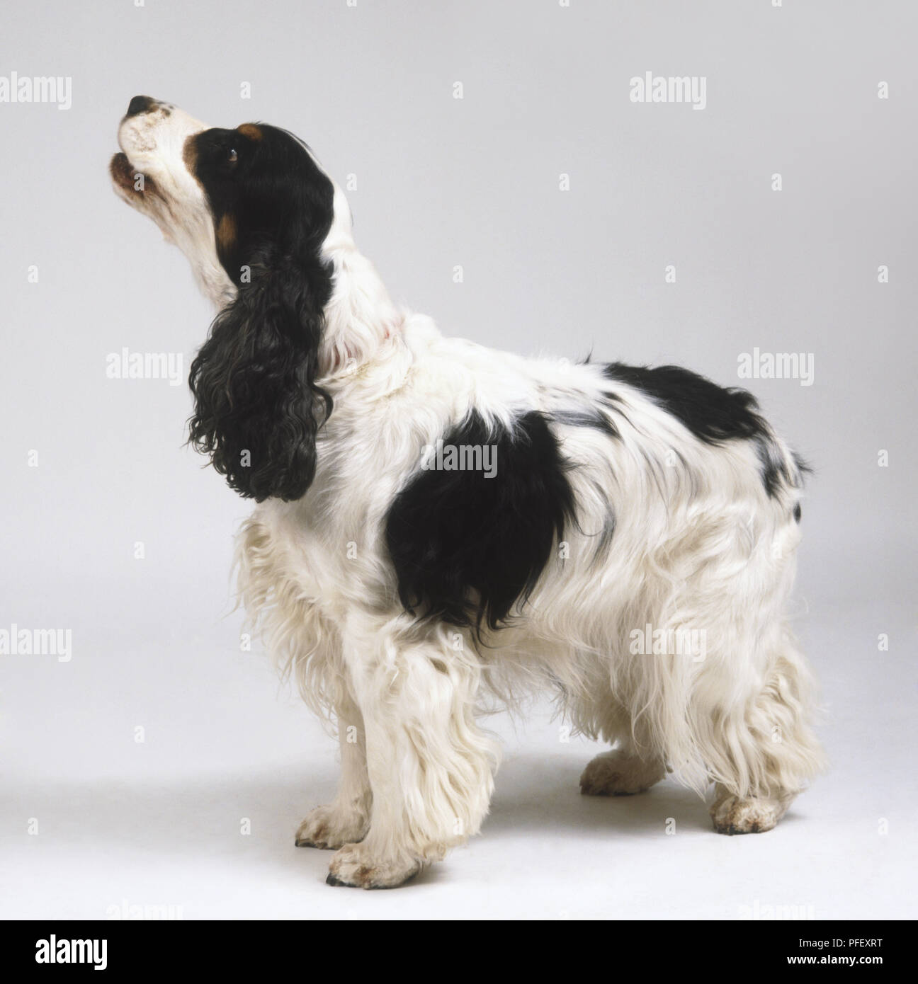 A Cocker Spaniel (Canis familiaris), white with black markings, looking ...