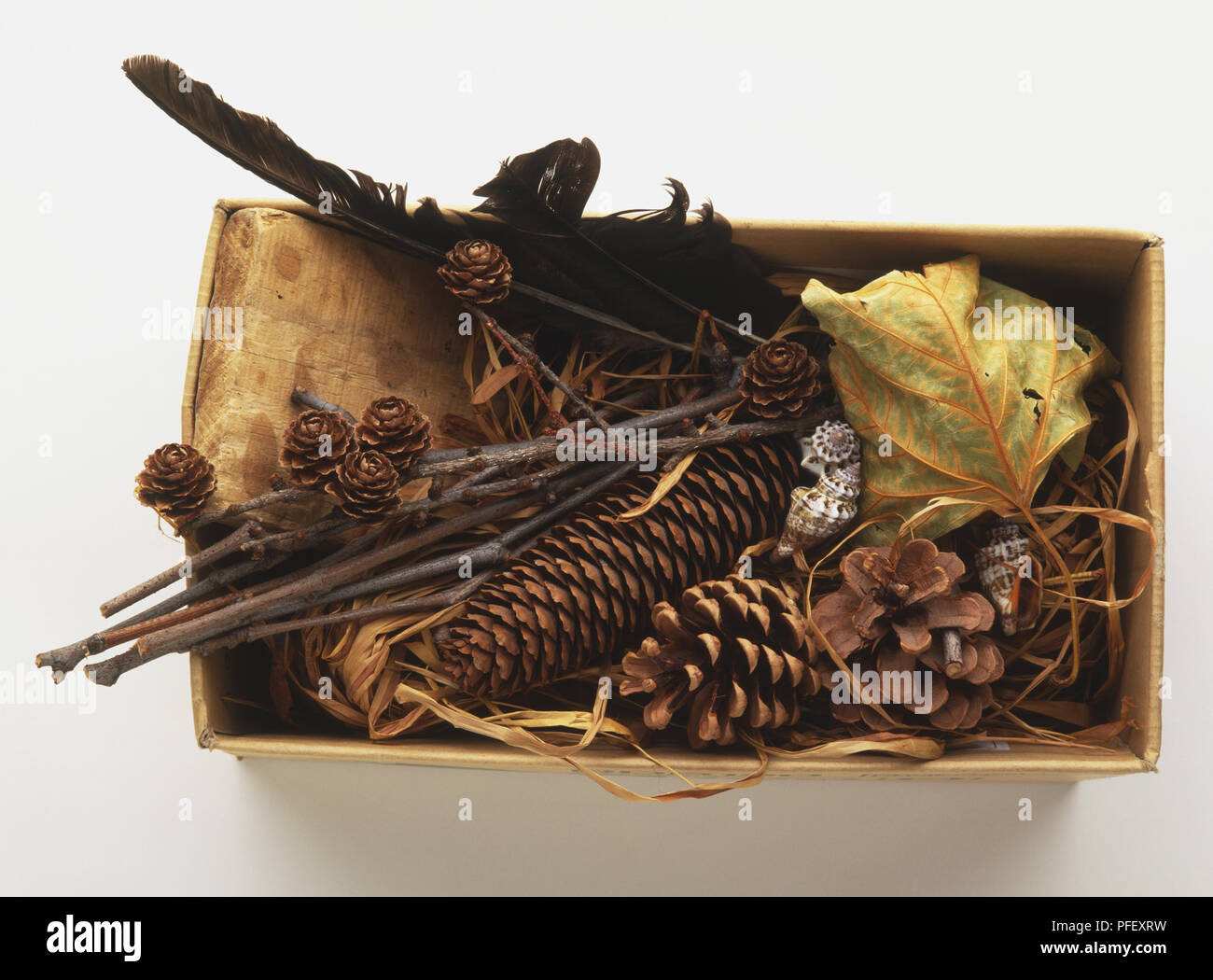 Pine cones and leaves and feather hi-res stock photography and images ...