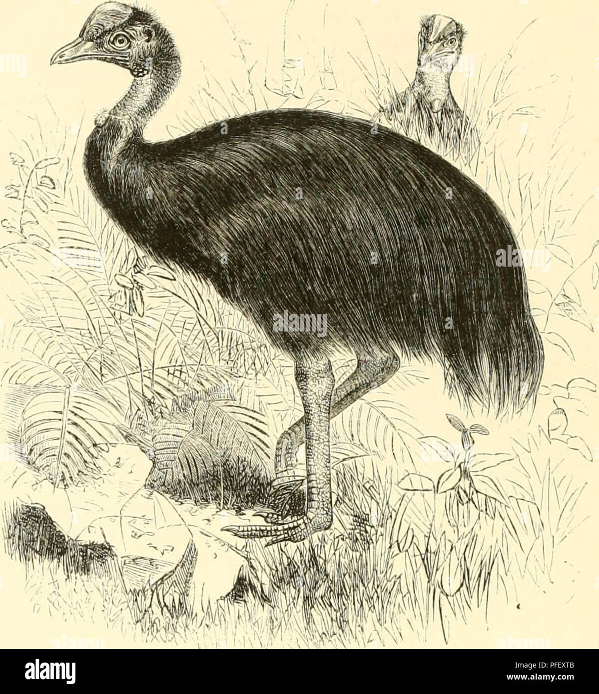 This historical image depicts a Casuarius species from the Royal ...