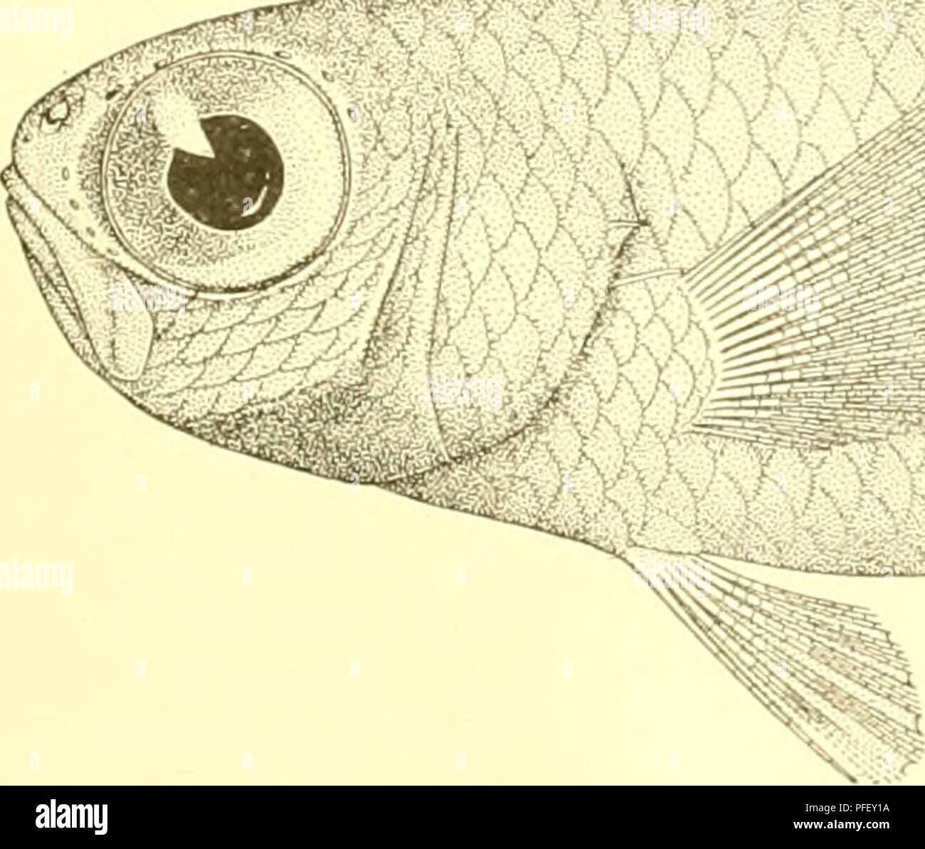 Opercle hi-res stock photography and images - Alamy