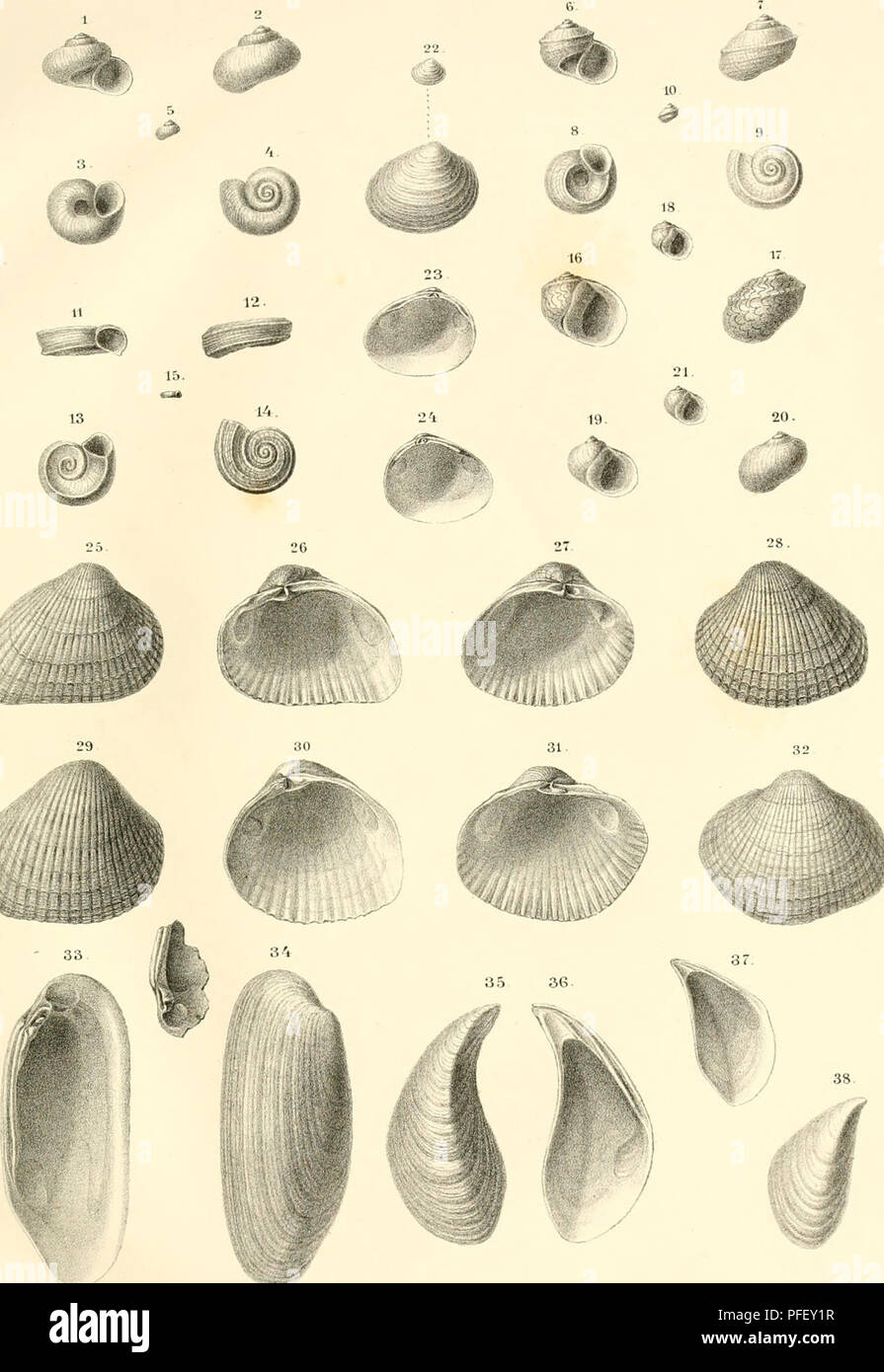 This work details the tertiary formations in Greece, examining the ...