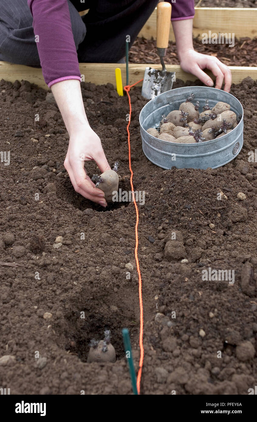 Growing first early potatoes (step), marking a row on soil and planting ...