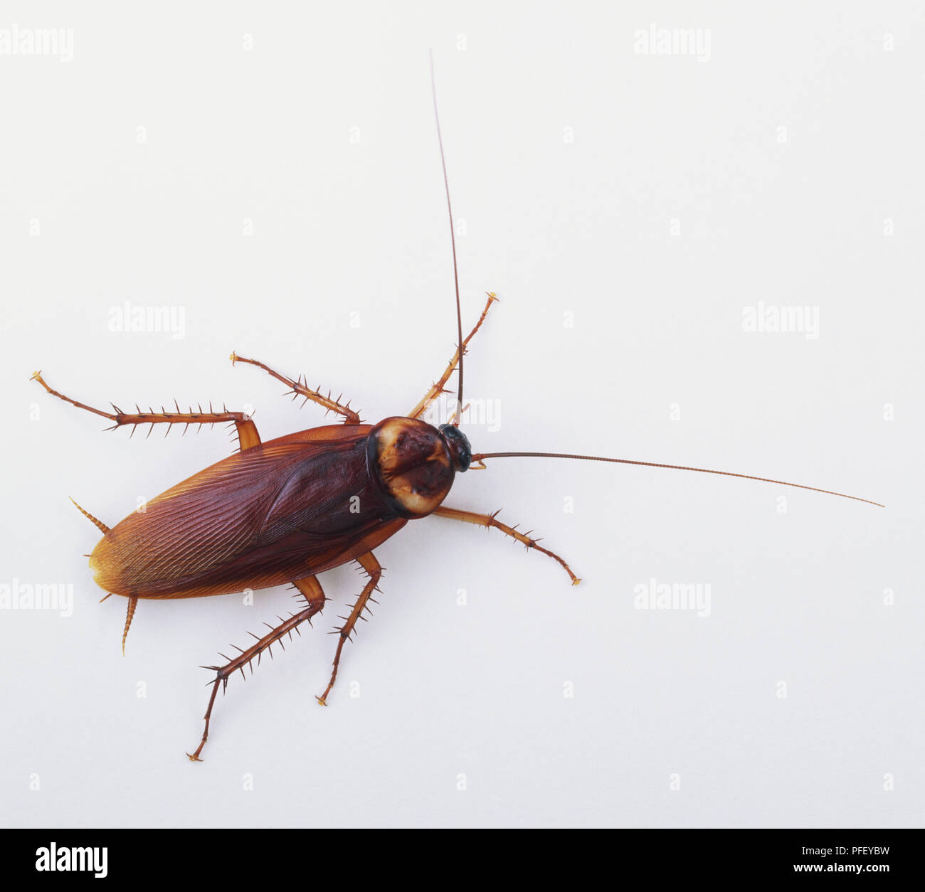 American cockroach (Periplaneta americana), view from above Stock Photo ...