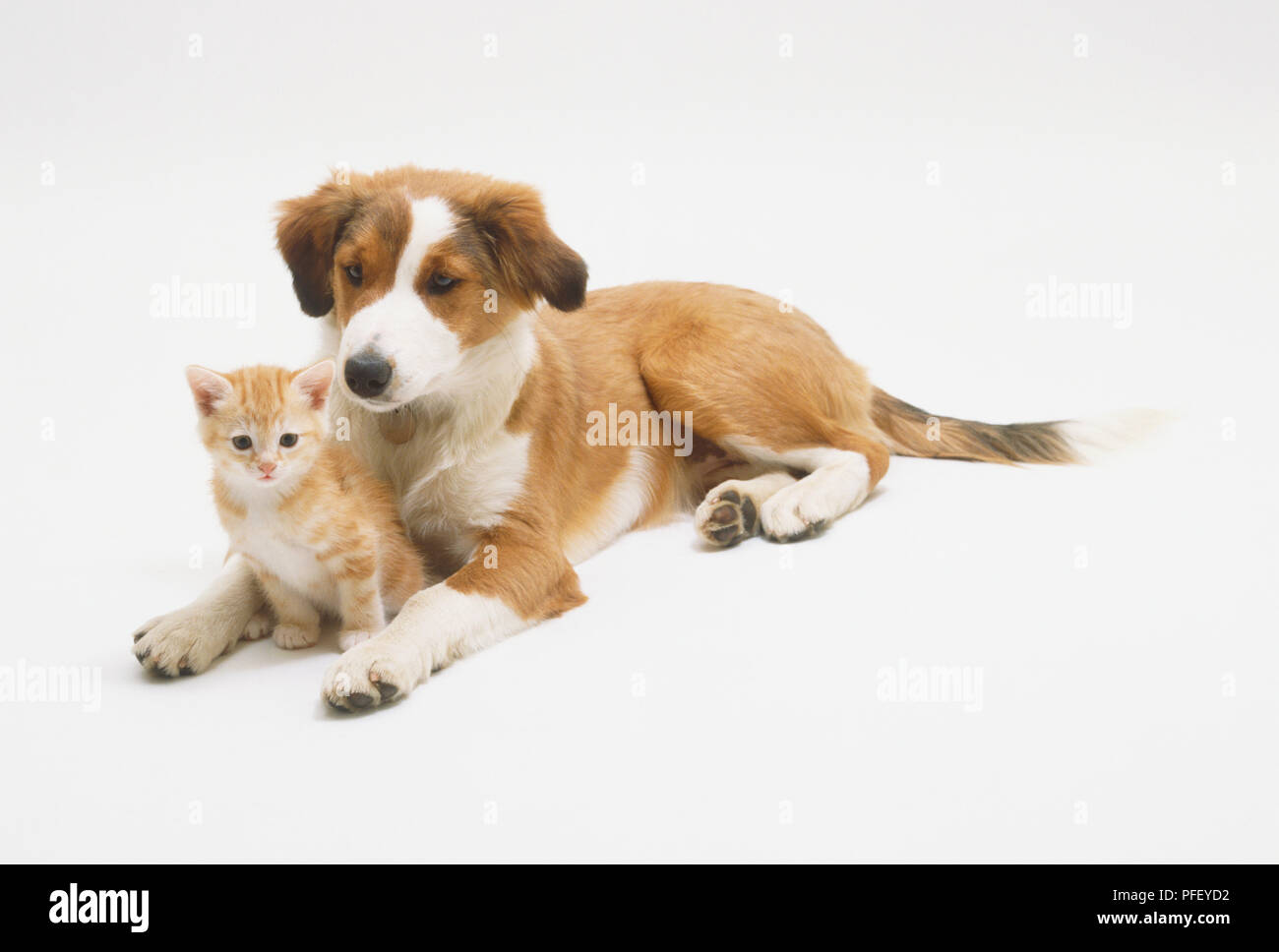 A dog (Canis familiaris) lying down with a kitten (Felis Catus) between ...