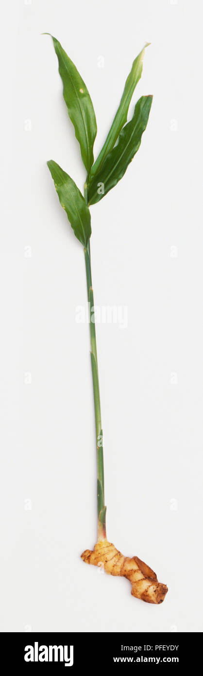 Zingiber officinale, Ginger plant, root with foliage attached Stock ...