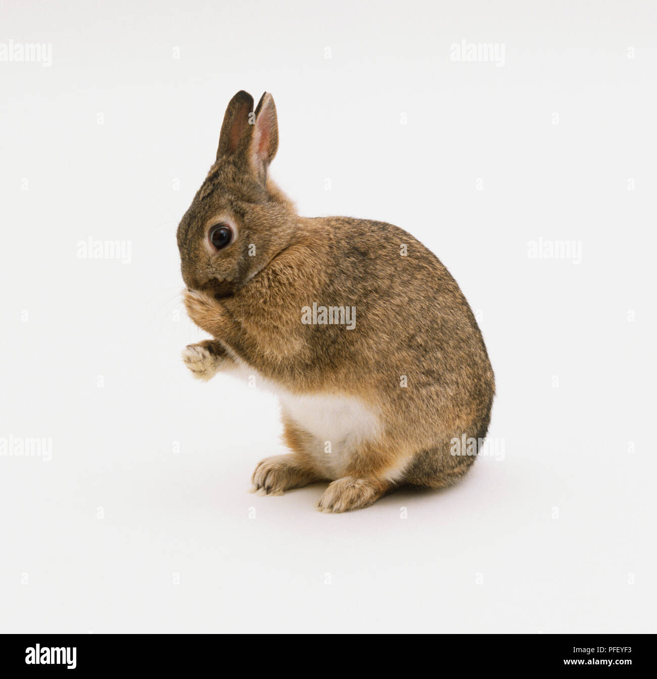 European Rabbit (Oryctolagus cuniculus) holding one of its front paws ...