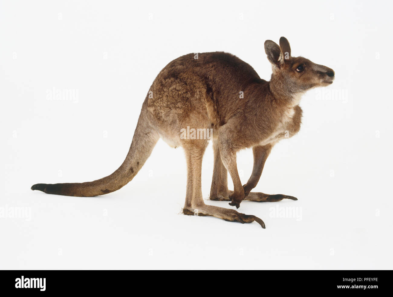 Kangaroo, side view Stock Photo - Alamy