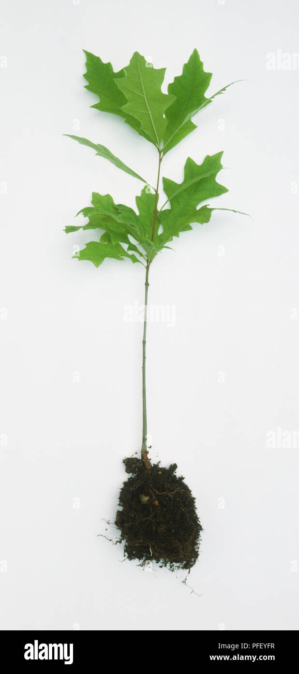 Oak seedling roots hi-res stock photography and images - Alamy