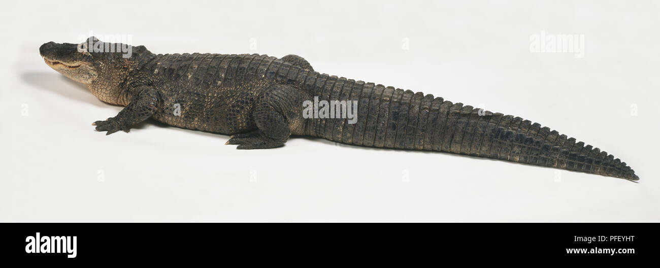 A Crocodile (Crocodylidae) facing away Stock Photo - Alamy
