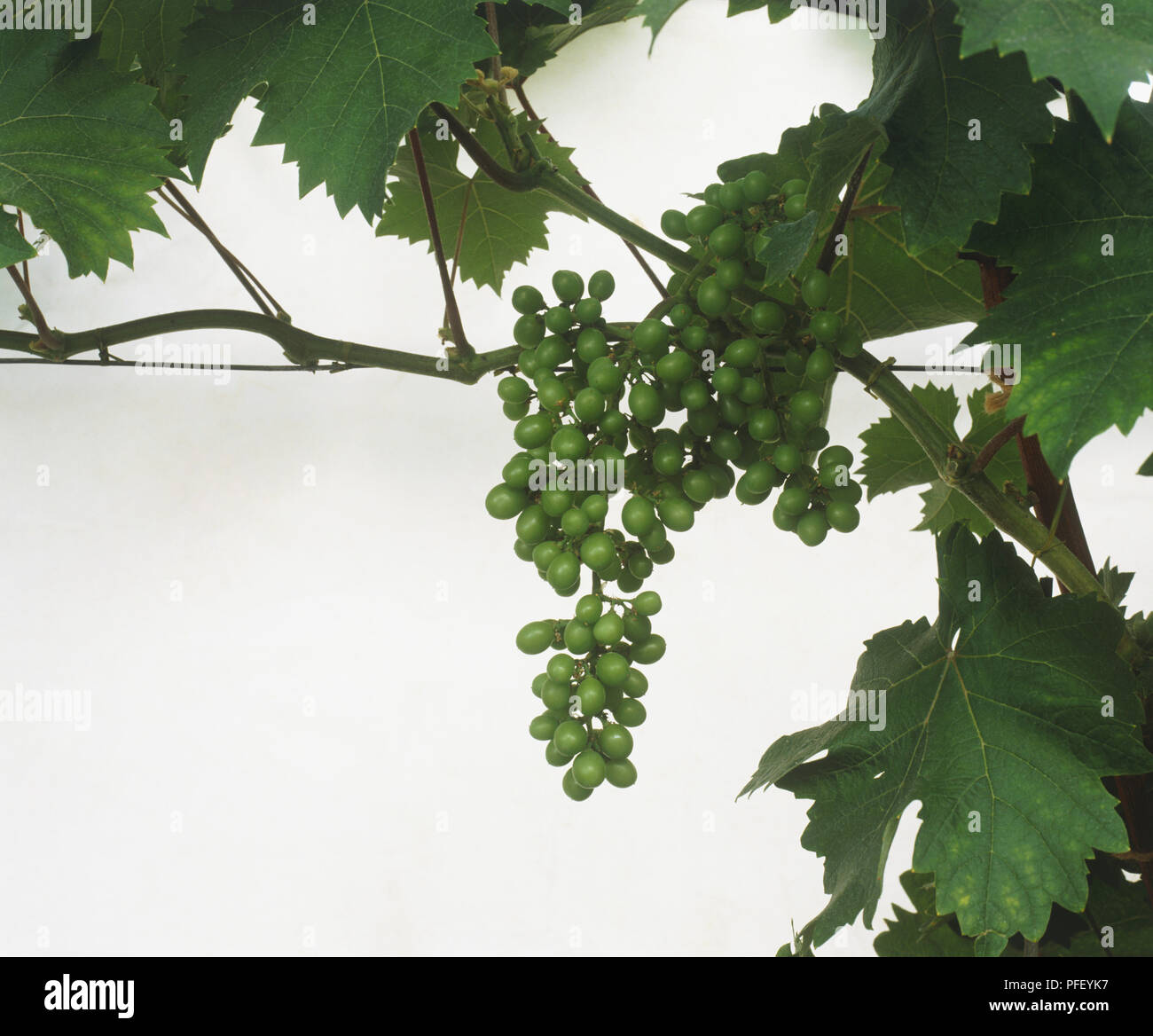 Two fruit bunches hi-res stock photography and images - Alamy
