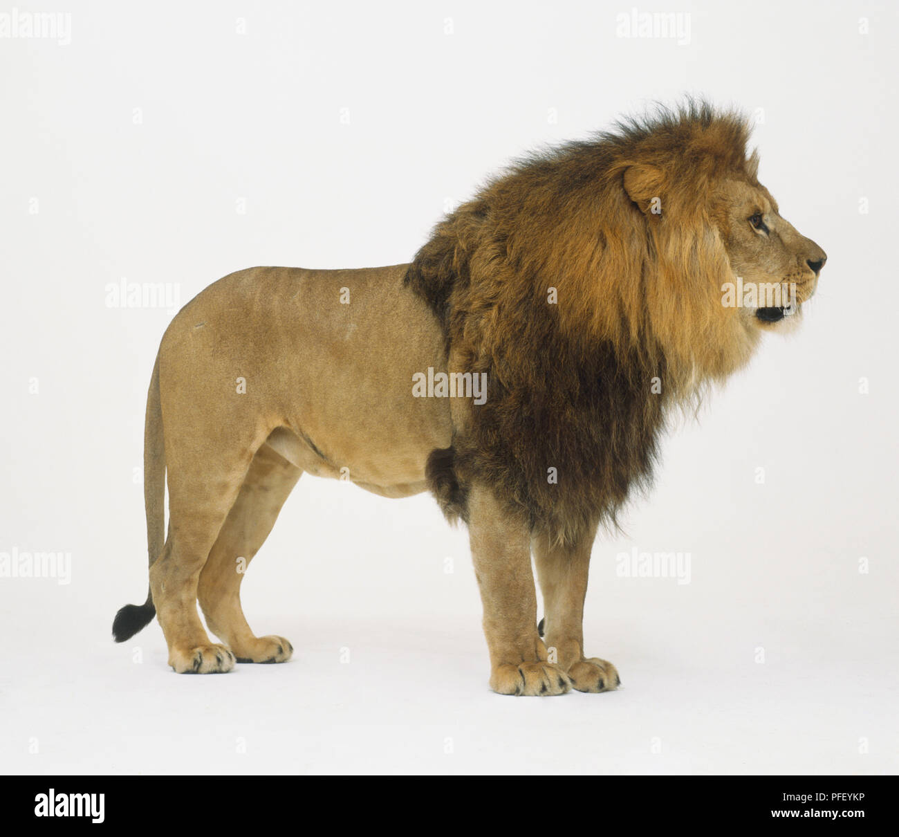 Lion (Panthera leo) standing, side view Stock Photo - Alamy