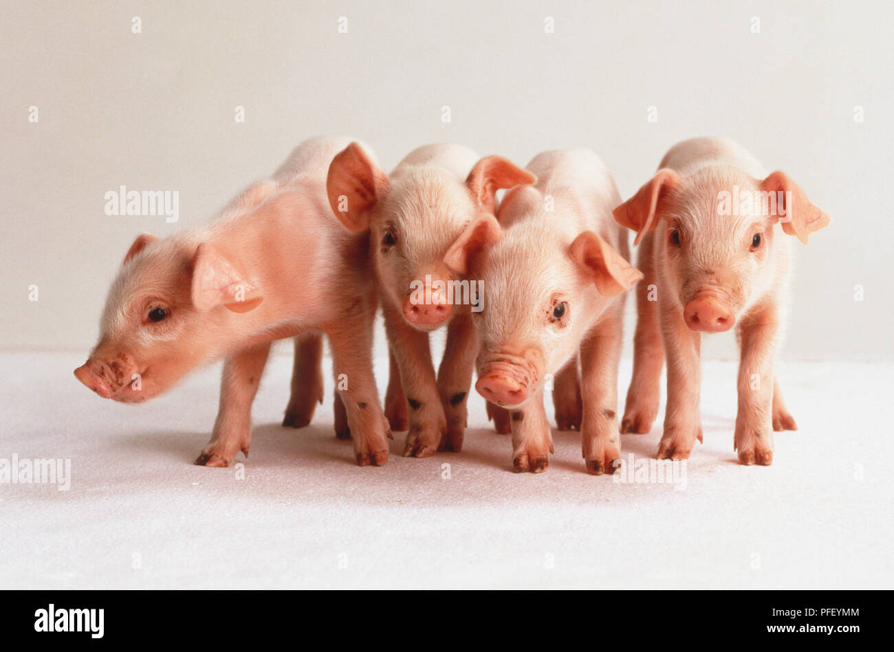 Four piglets (Sus domestica), standing side by side, front view Stock ...