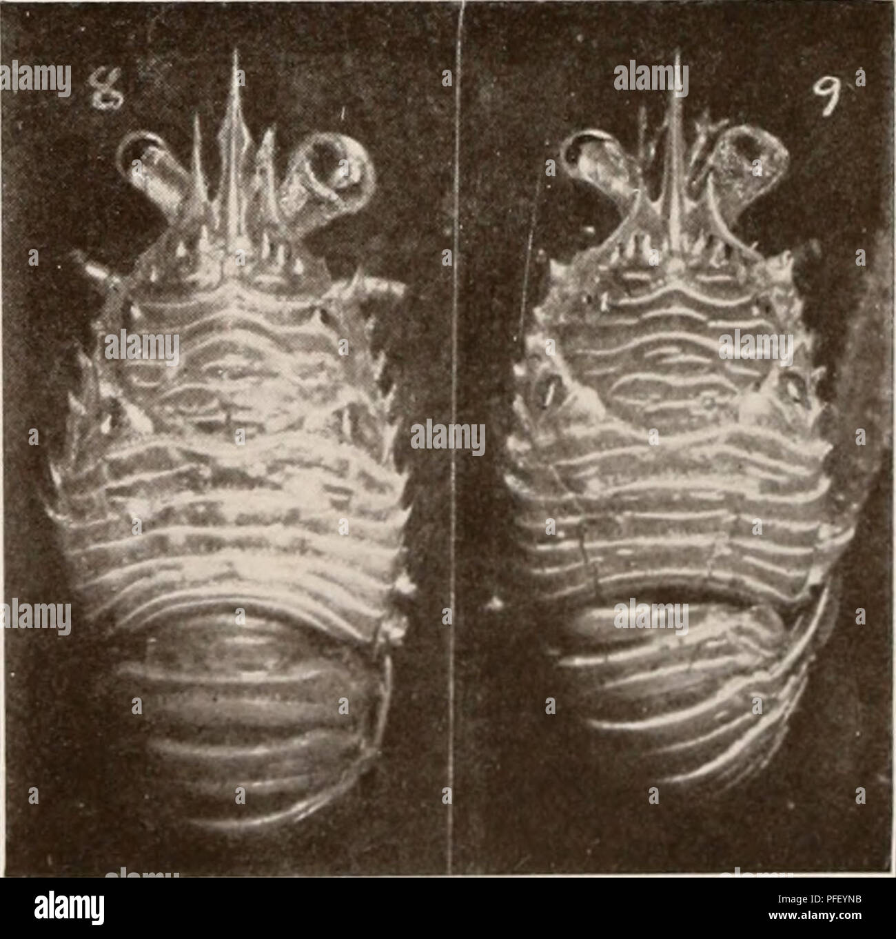 This image showcases a variety of decapod crustaceans from Bermuda ...