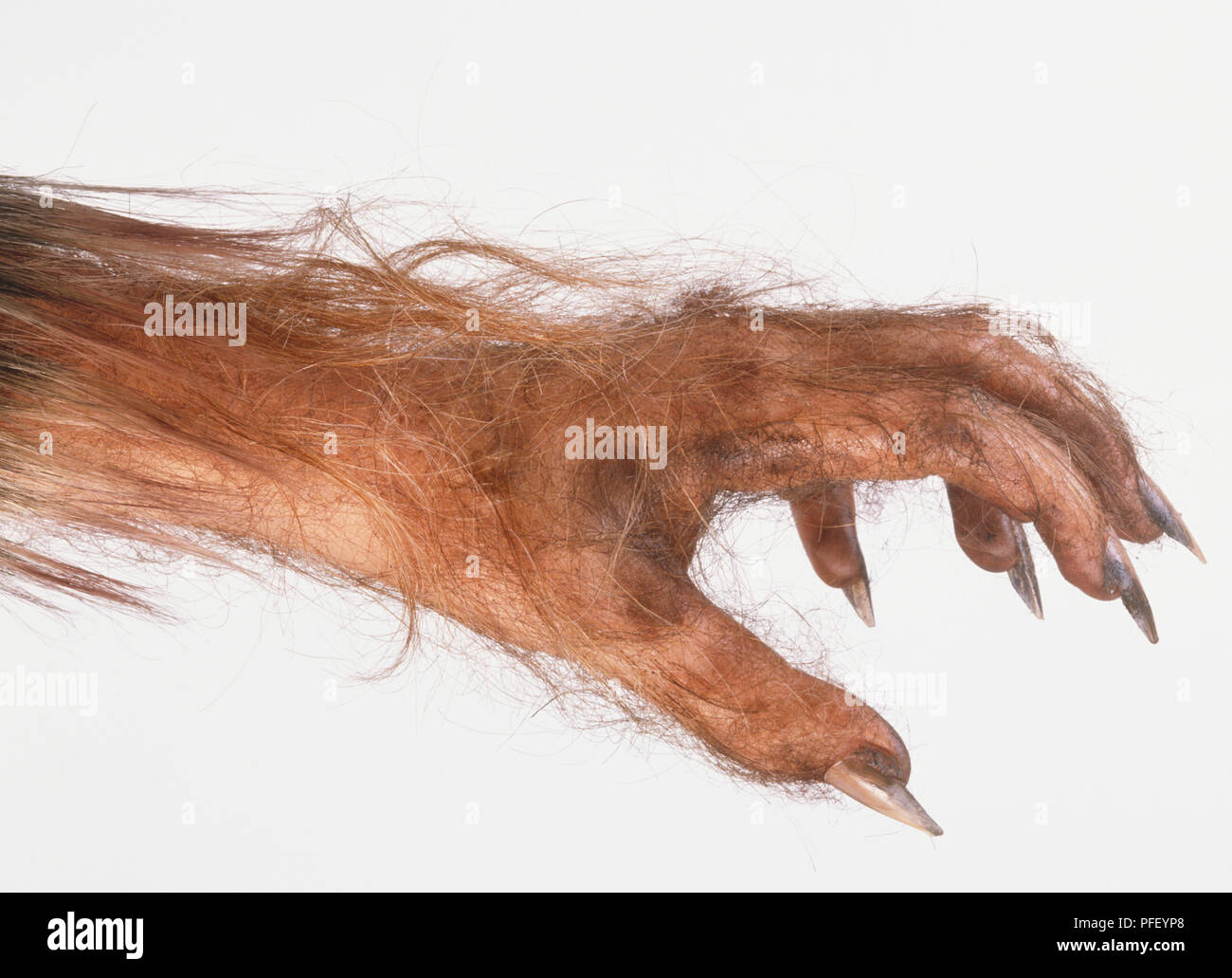 Werewolf hand hi-res stock photography and images - Alamy