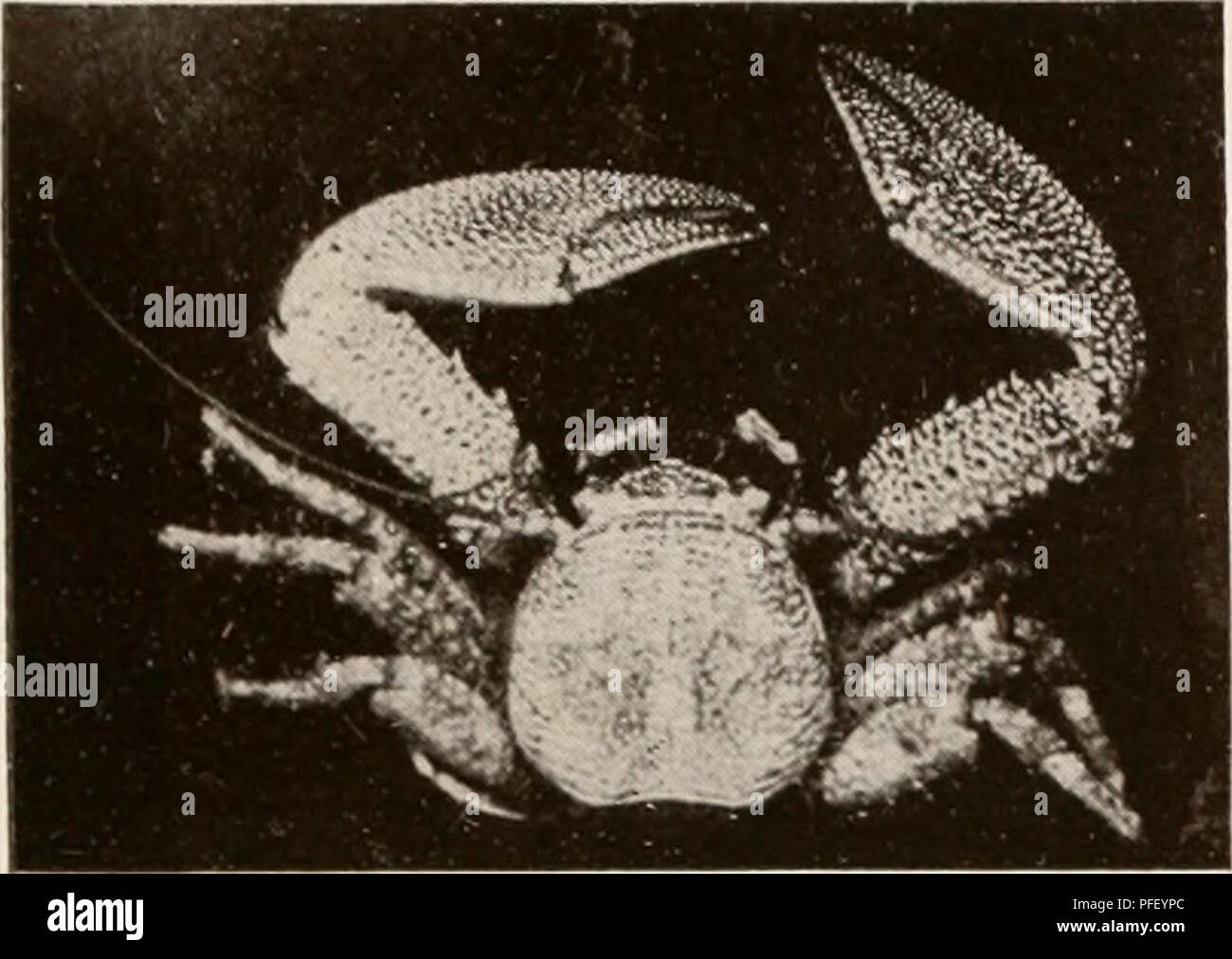 A study of decapod crustaceans found around the Bermuda Islands ...
