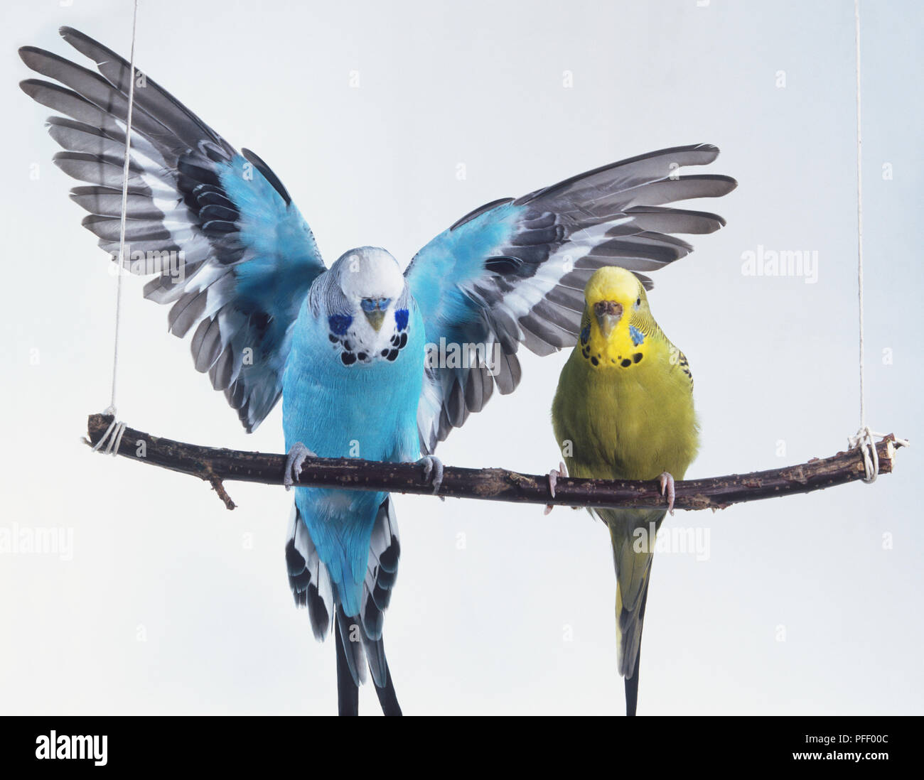 Budgie close up hi-res stock photography and images - Alamy