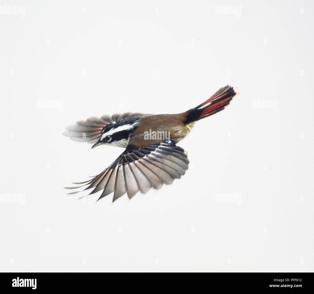 Downward wings hi-res stock photography and images - Alamy