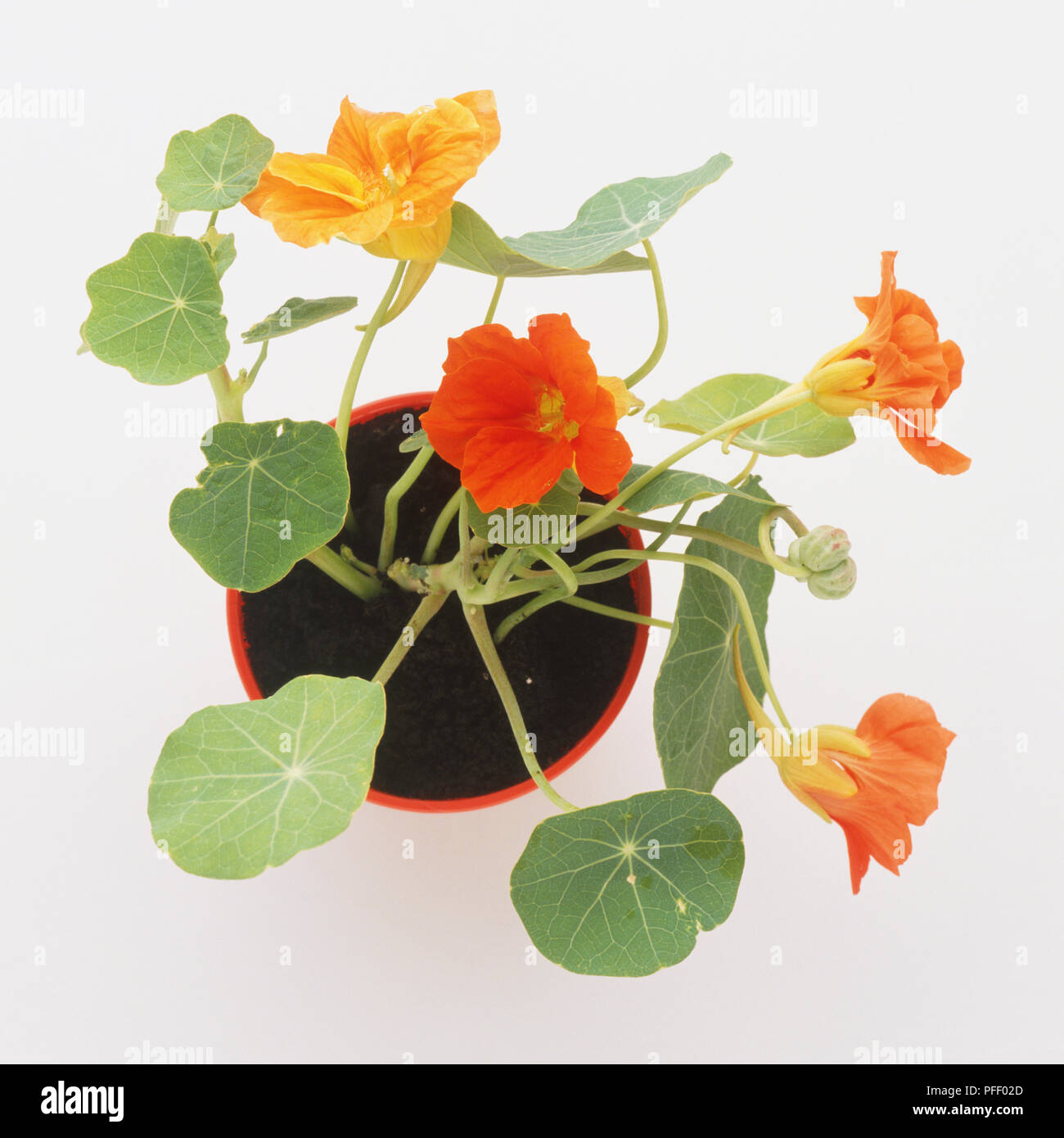 Flowering Nasturtium plant in flower pot, view from above Stock Photo ...