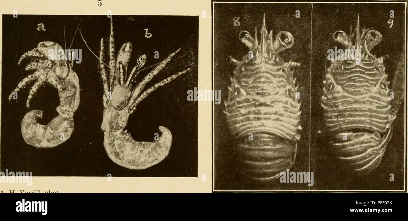 This study focuses on the decapod crustaceans of Bermuda, exploring ...