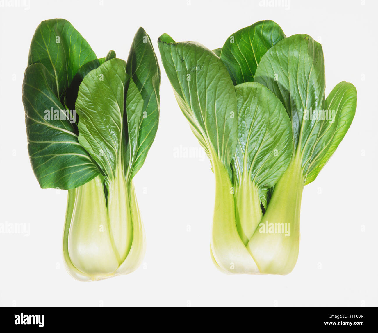 Two heads of Pak Choi Stock Photo - Alamy