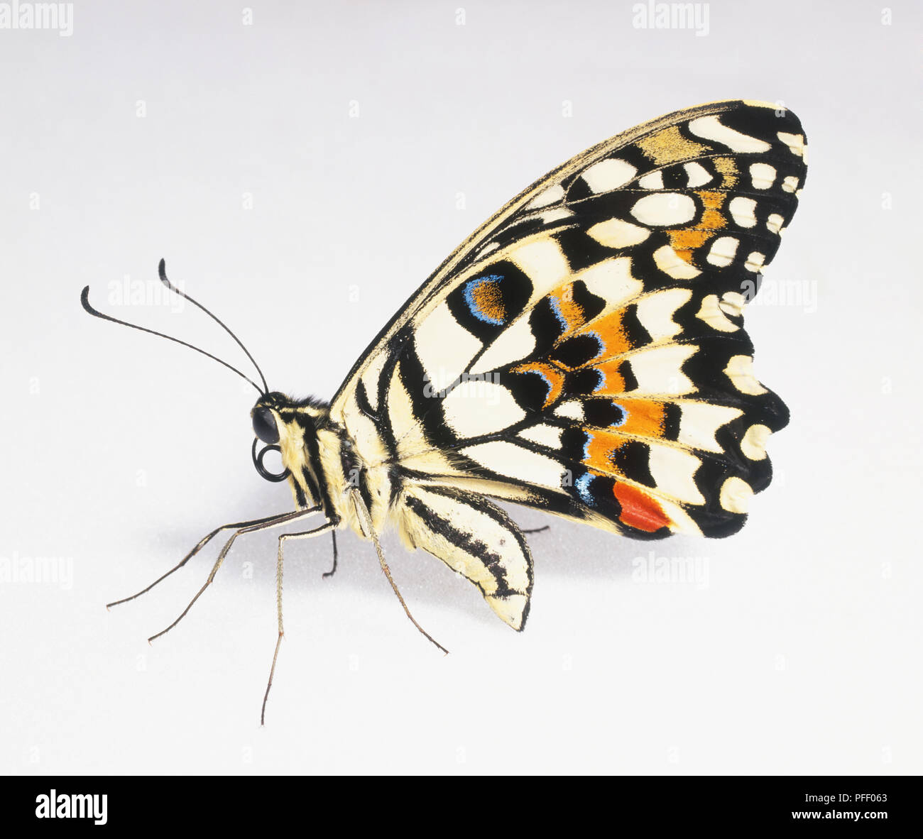 Swallowtail butterfly (Papilio machaon), side view Stock Photo - Alamy
