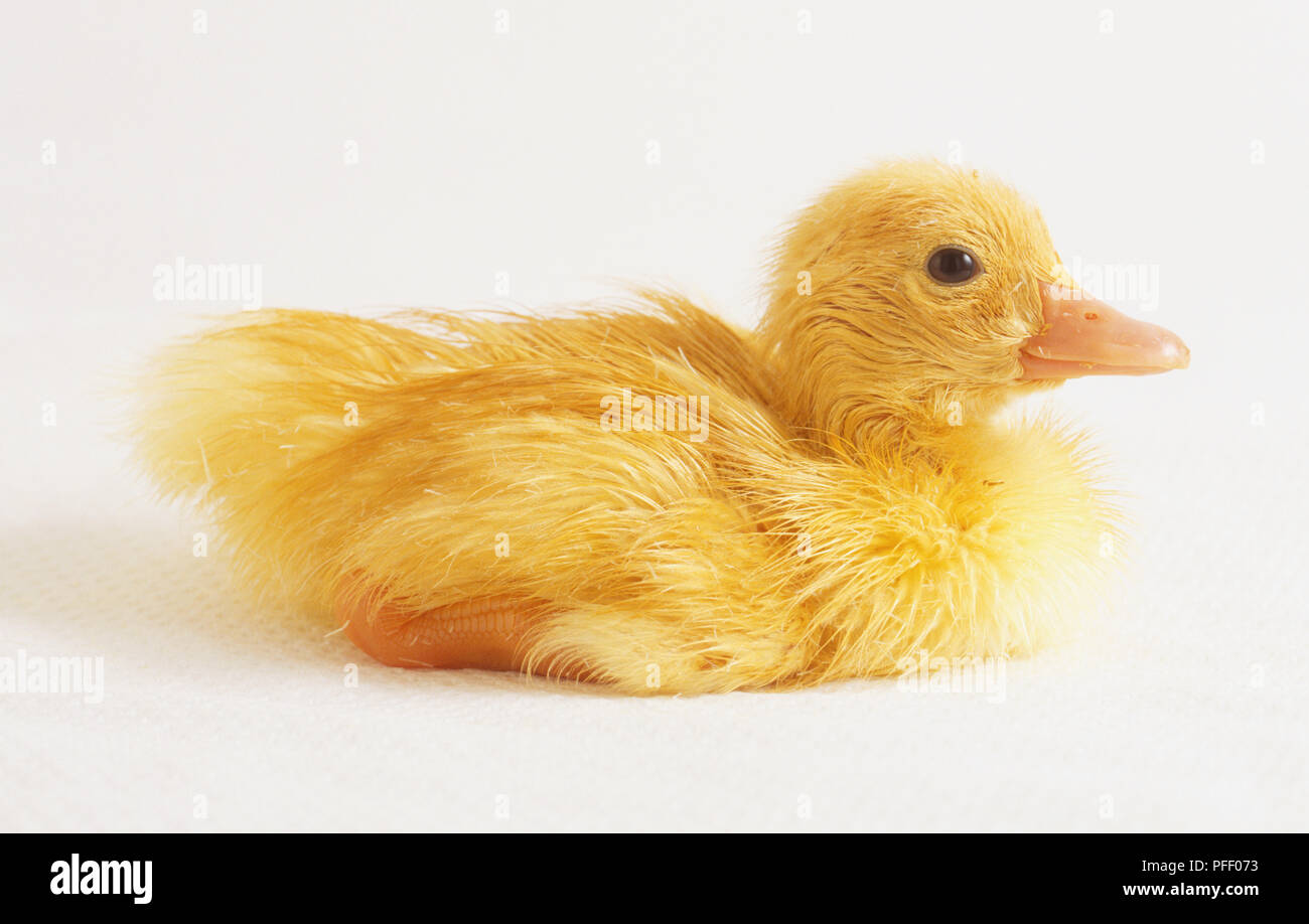 Seated duckling, side view Stock Photo - Alamy