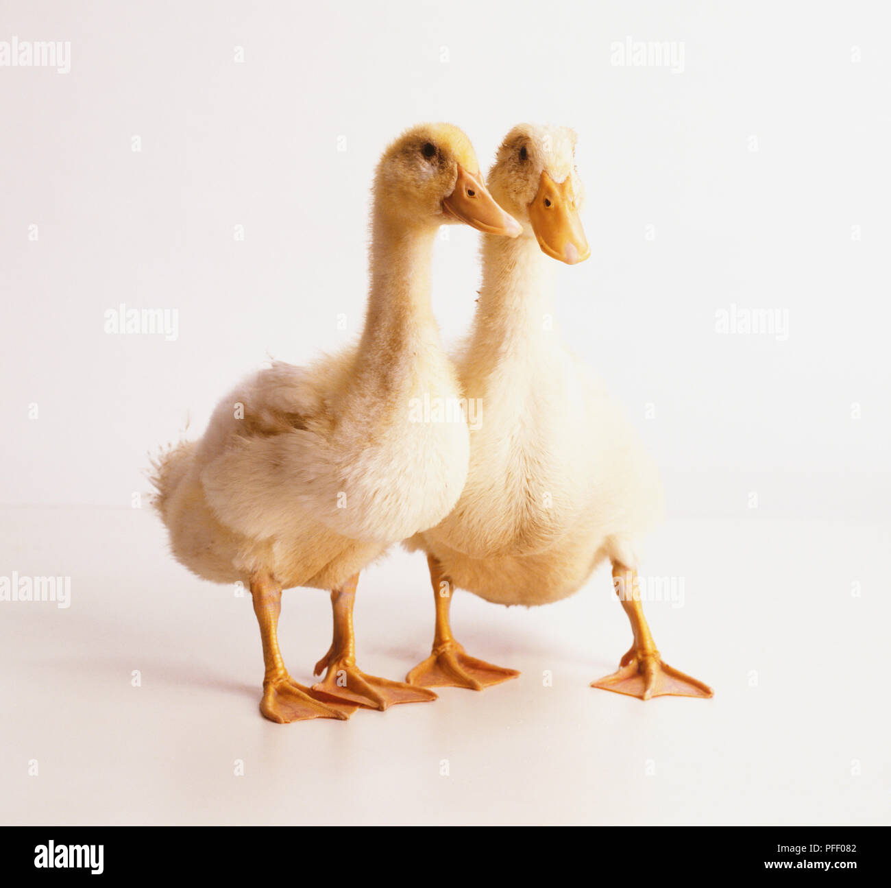 Pair of ducklings standing side by side Stock Photo - Alamy