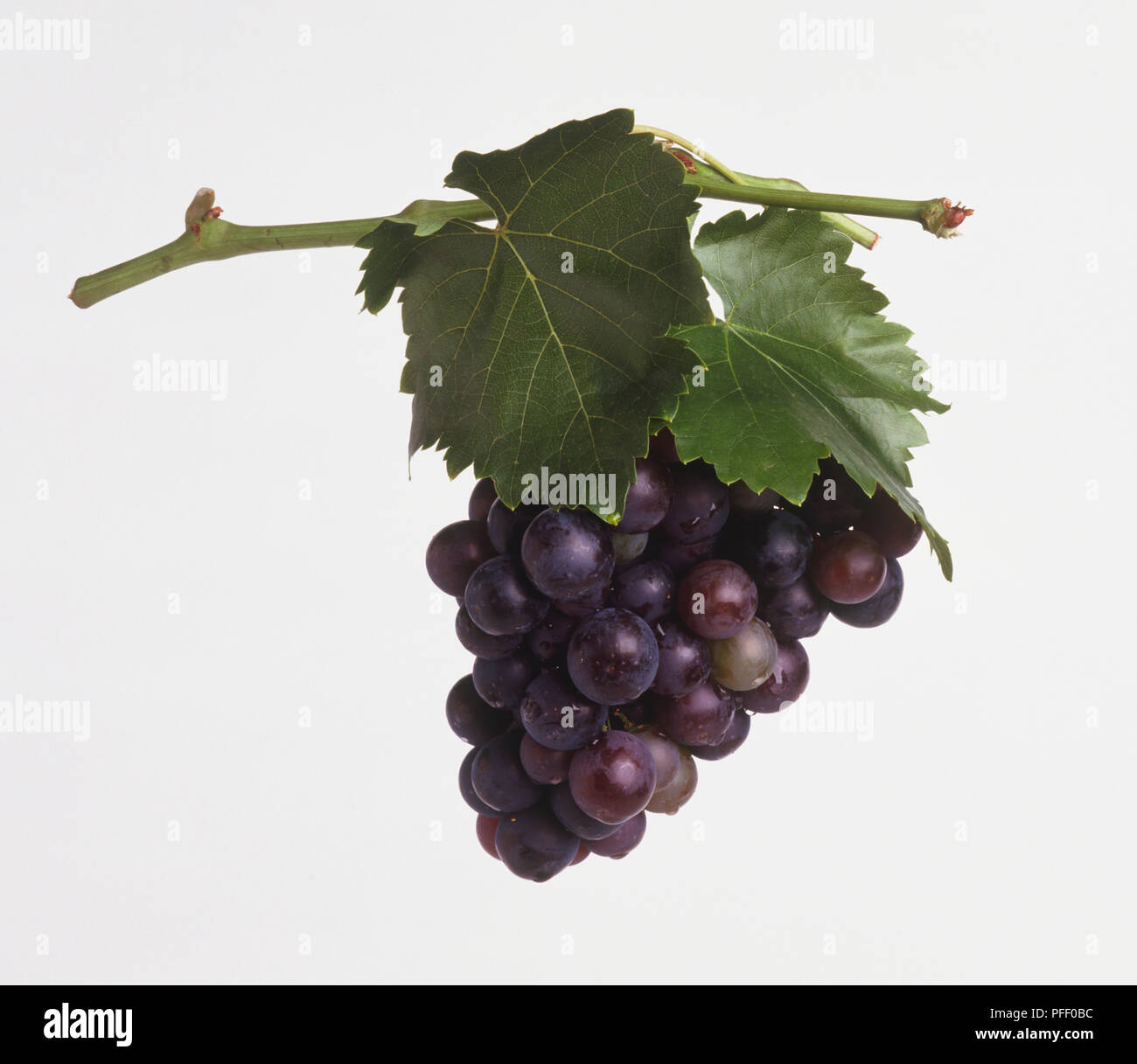 Large bunch white grapes hi-res stock photography and images - Alamy