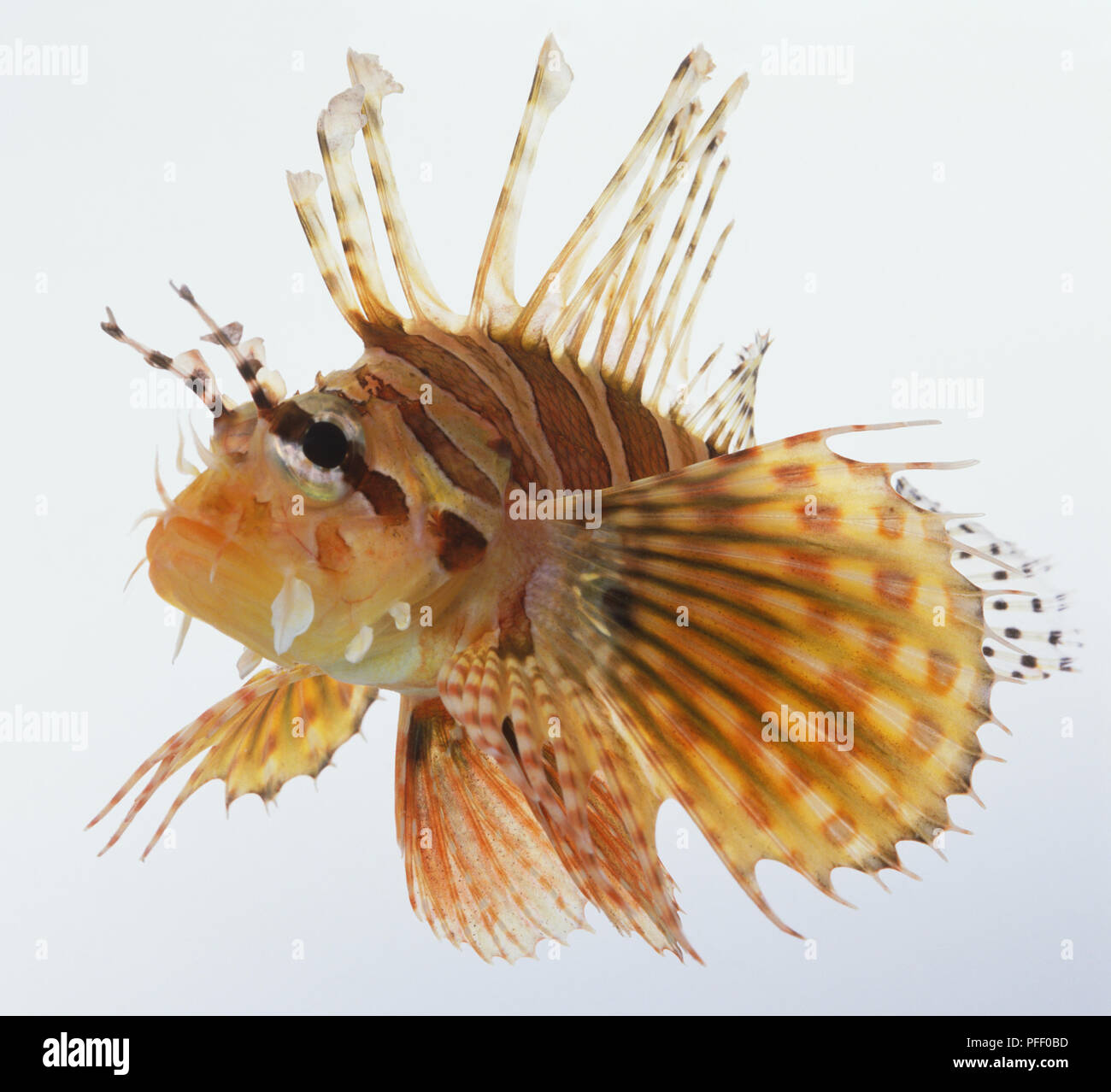 Lionfish (Pterois volitans), side view Stock Photo - Alamy