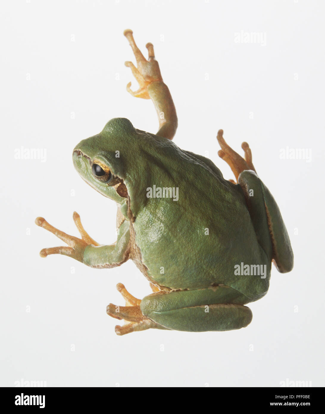 Tree frog, view from above Stock Photo - Alamy