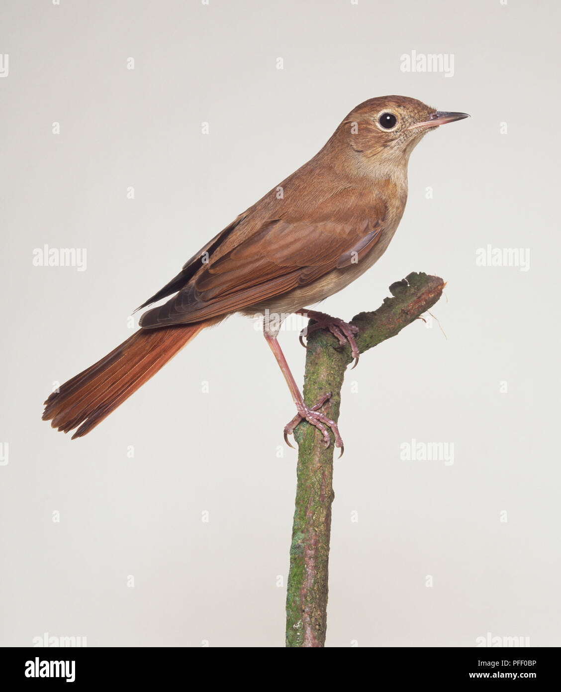 Nightingale (Luscinia megarhynchos) perching on a twig Stock Photo - Alamy