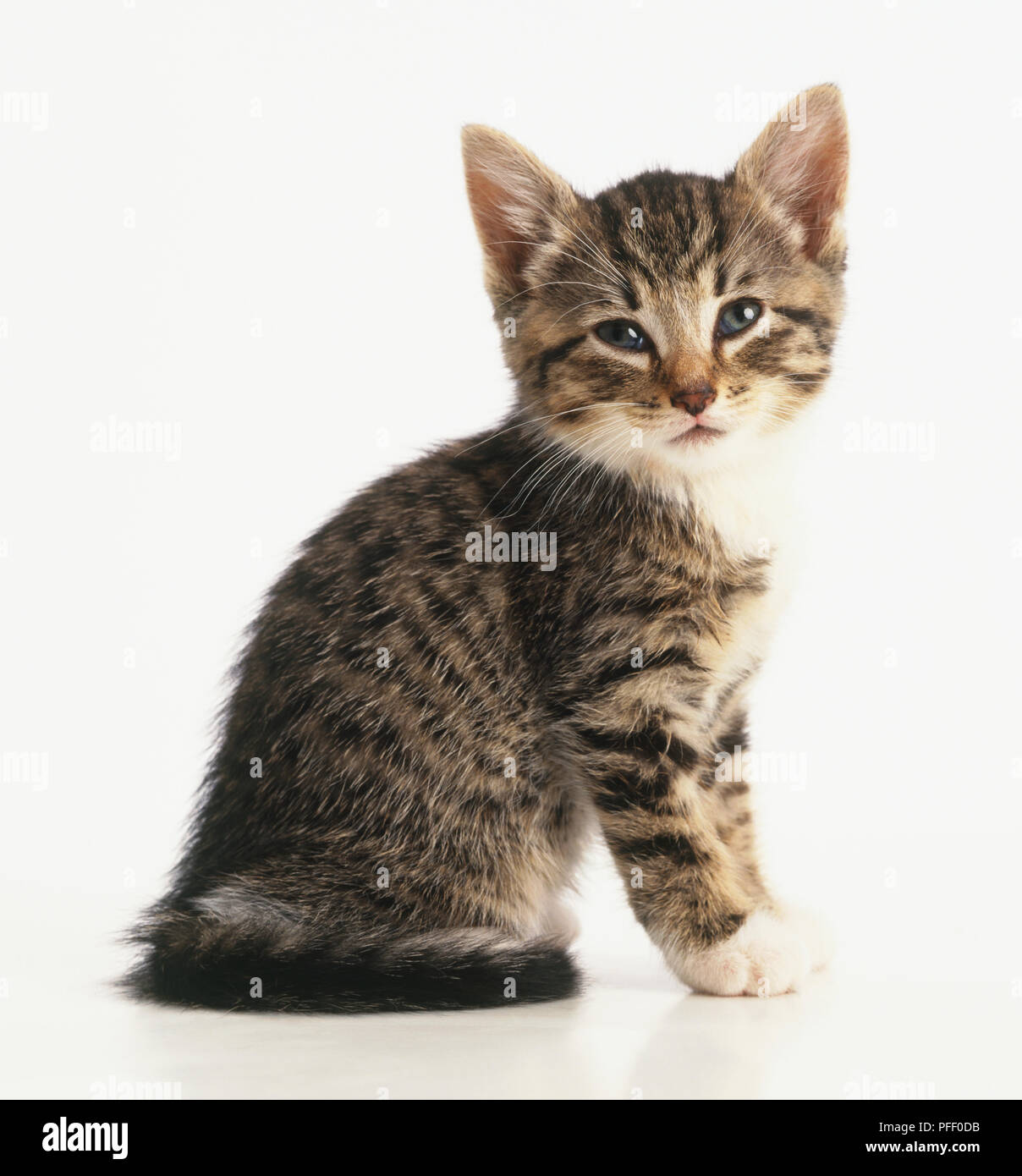 Seated kitten facing forward, side view Stock Photo - Alamy