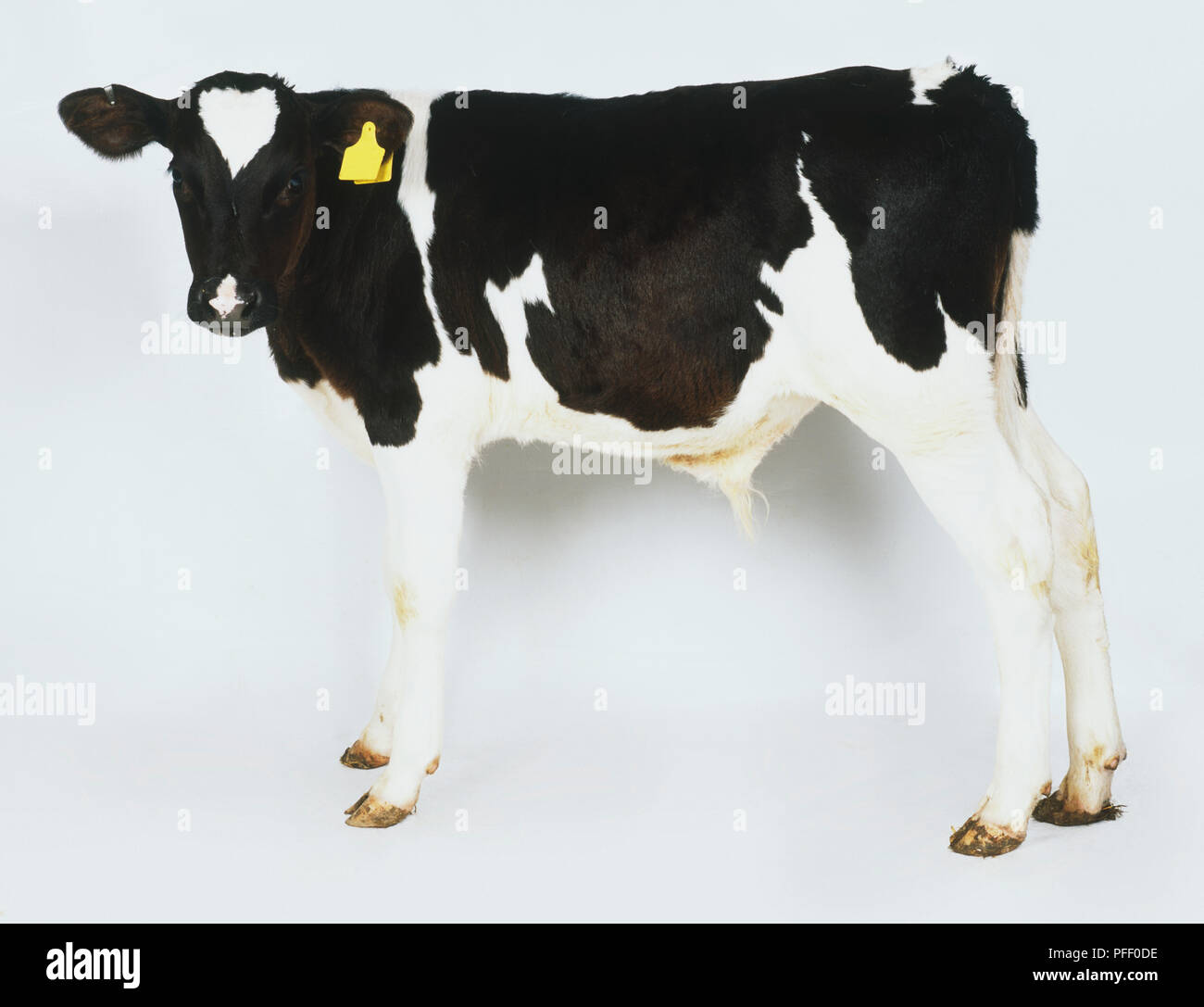 Friesian calf, black and white calf, standing, side view Stock Photo ...