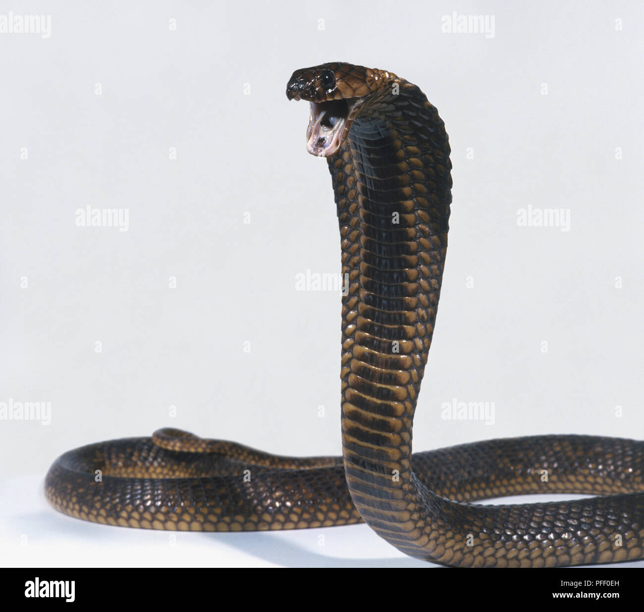Egyptian cobra (Naja haje), head raised Stock Photo - Alamy