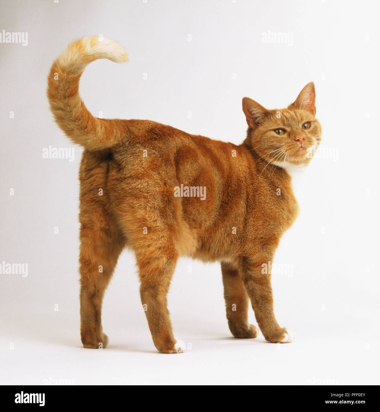 Cat Standing From Behind