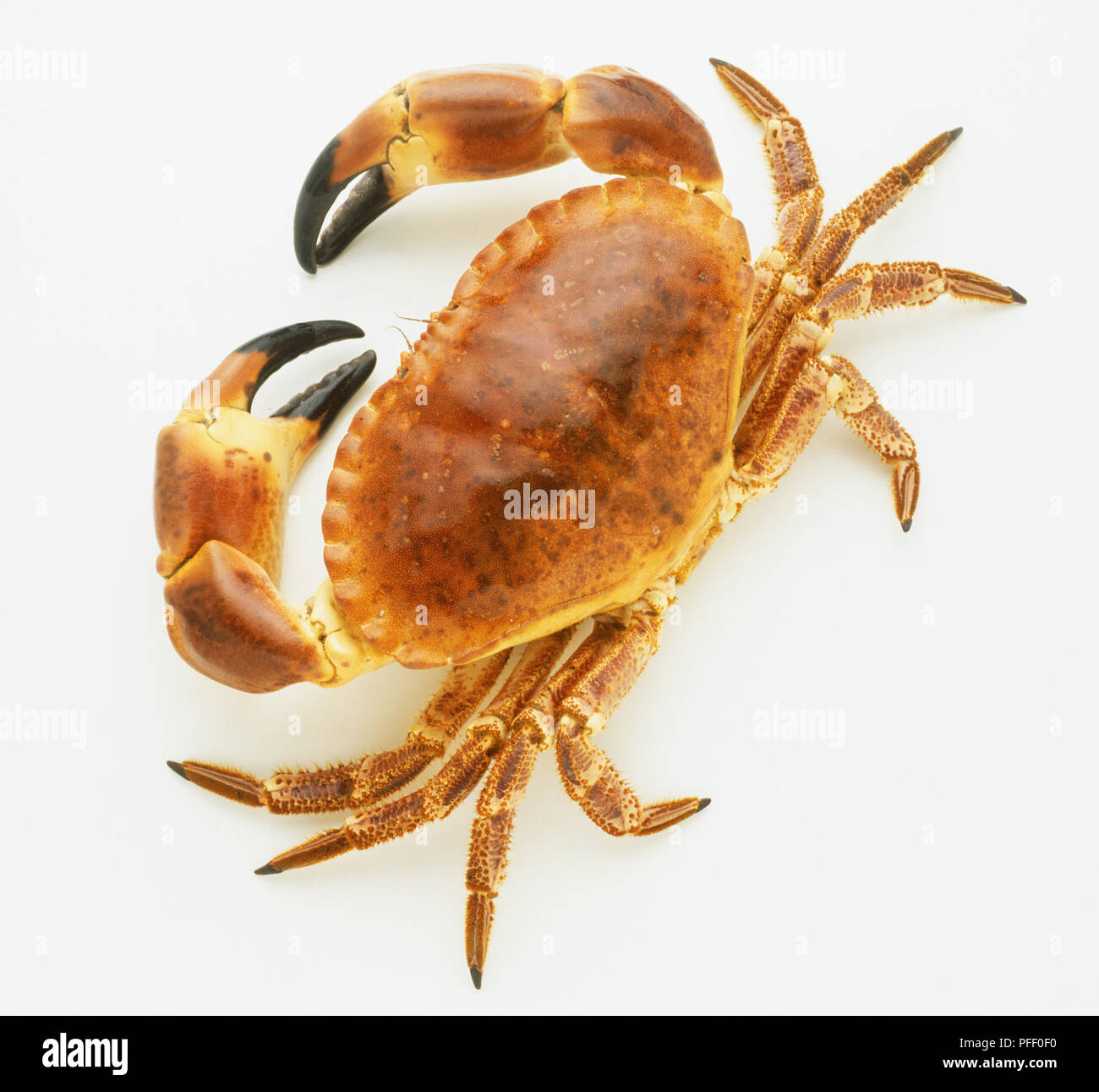 Edible crab (Cancer pagurus), view from above Stock Photo - Alamy