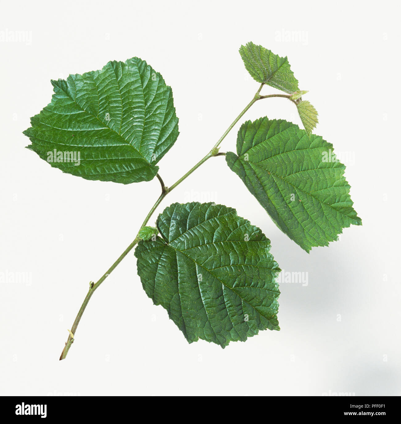 Sprig of serrated green leaves Stock Photo - Alamy