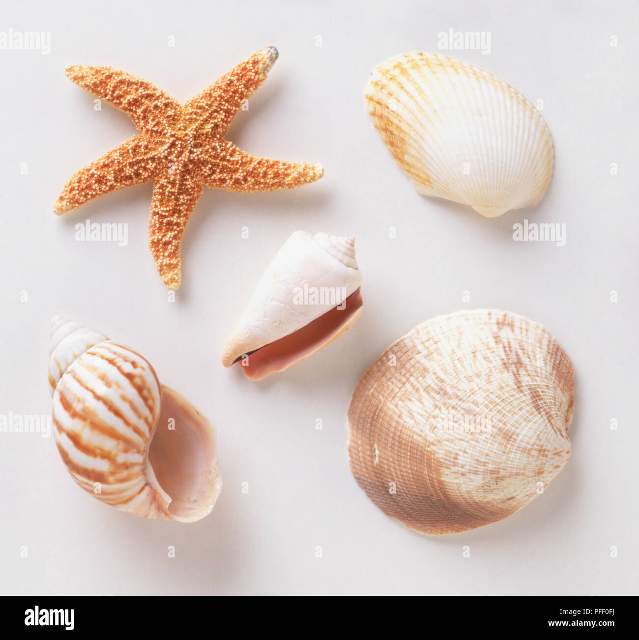 Starfish and seashells hi-res stock photography and images - Alamy