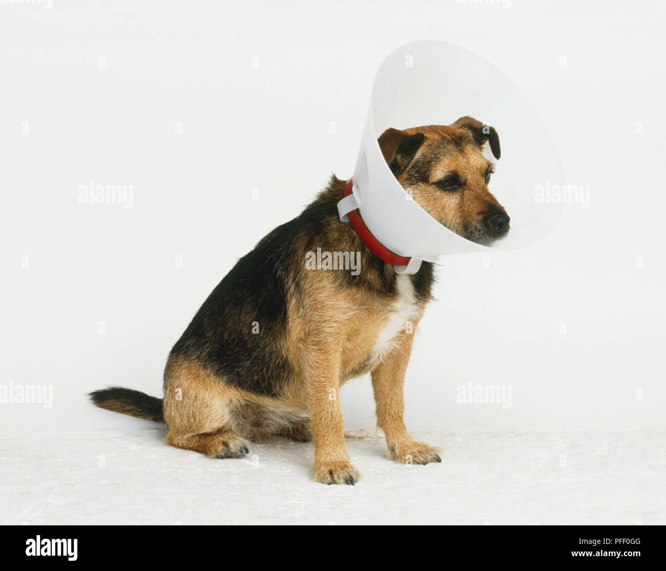 Can Dogs Have Psychosomatic Injuries