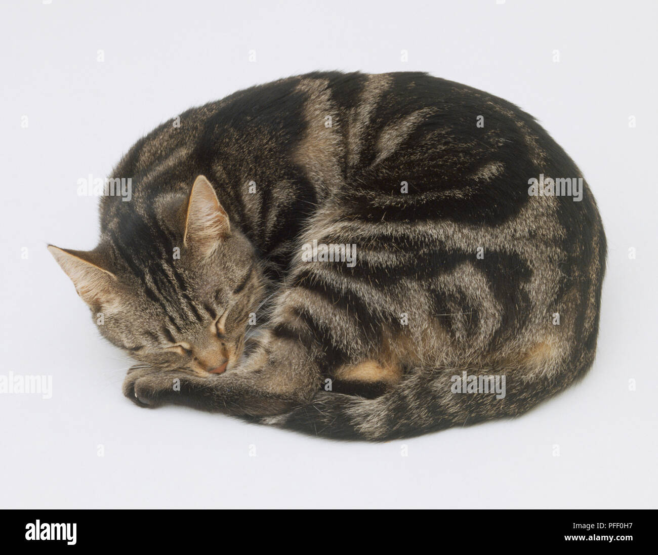 Sleeping Cats Curled Up