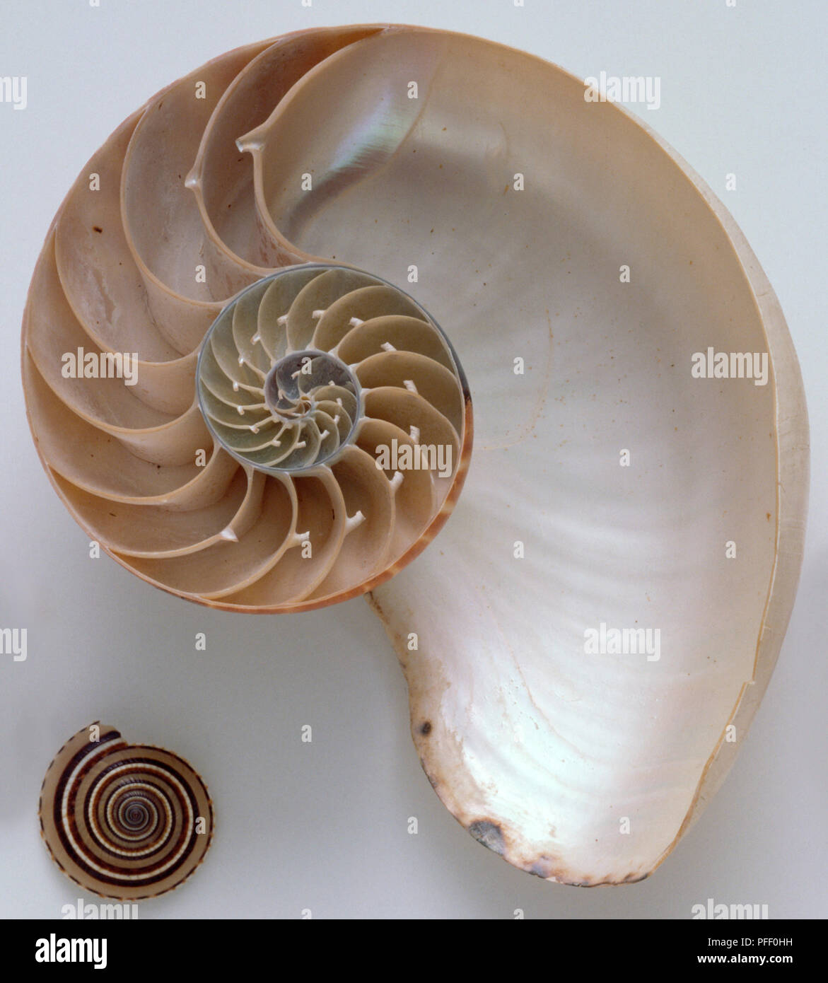 Cross section cross section hi-res stock photography and images - Alamy