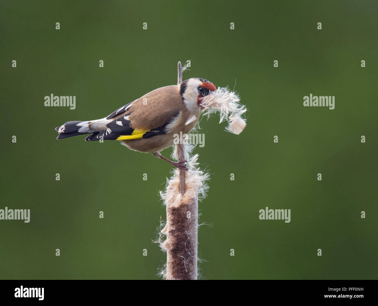 Eurasian goldfinch nest hi-res stock photography and images - Alamy