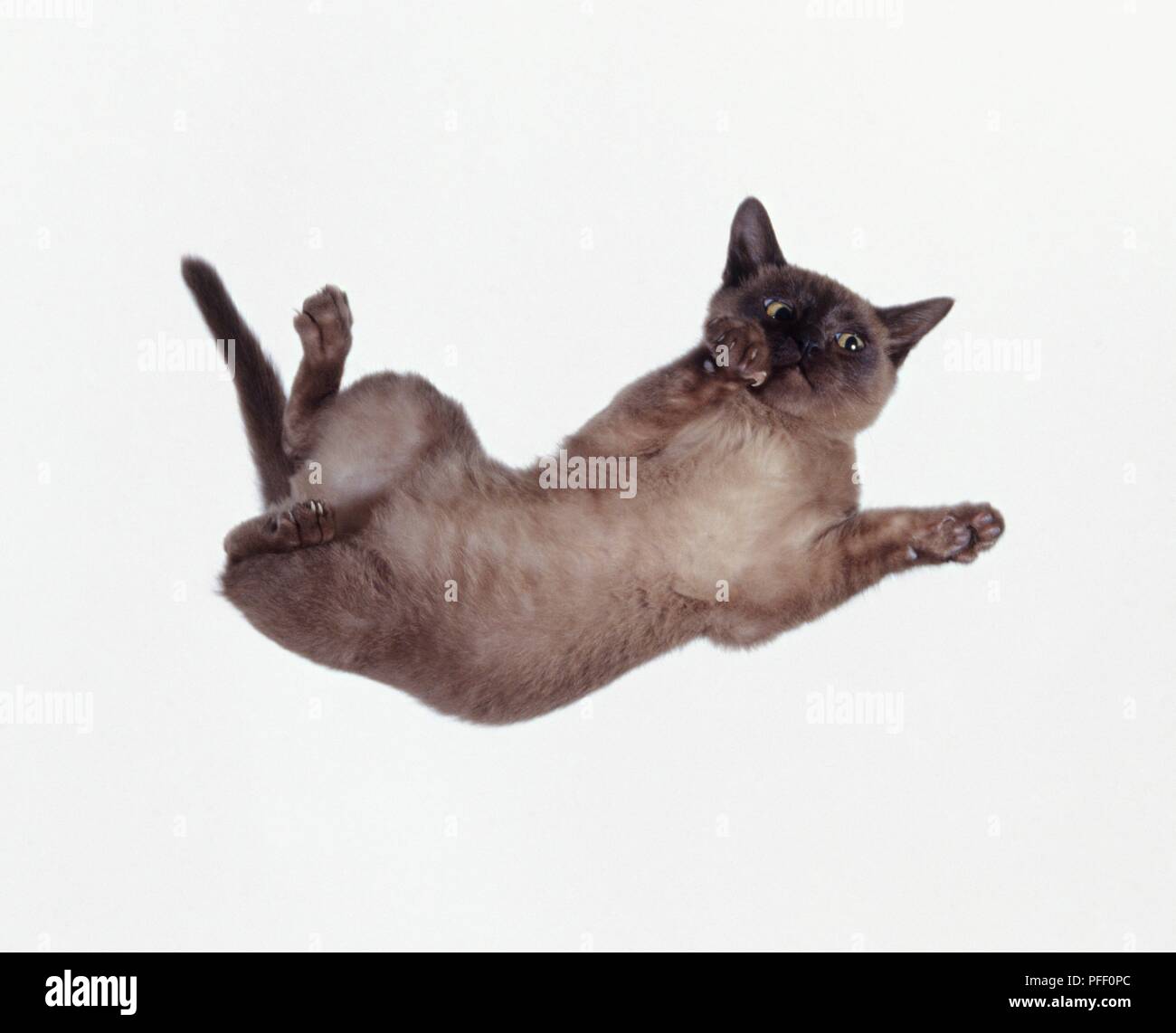 A cat in mid-air Stock Photo - Alamy