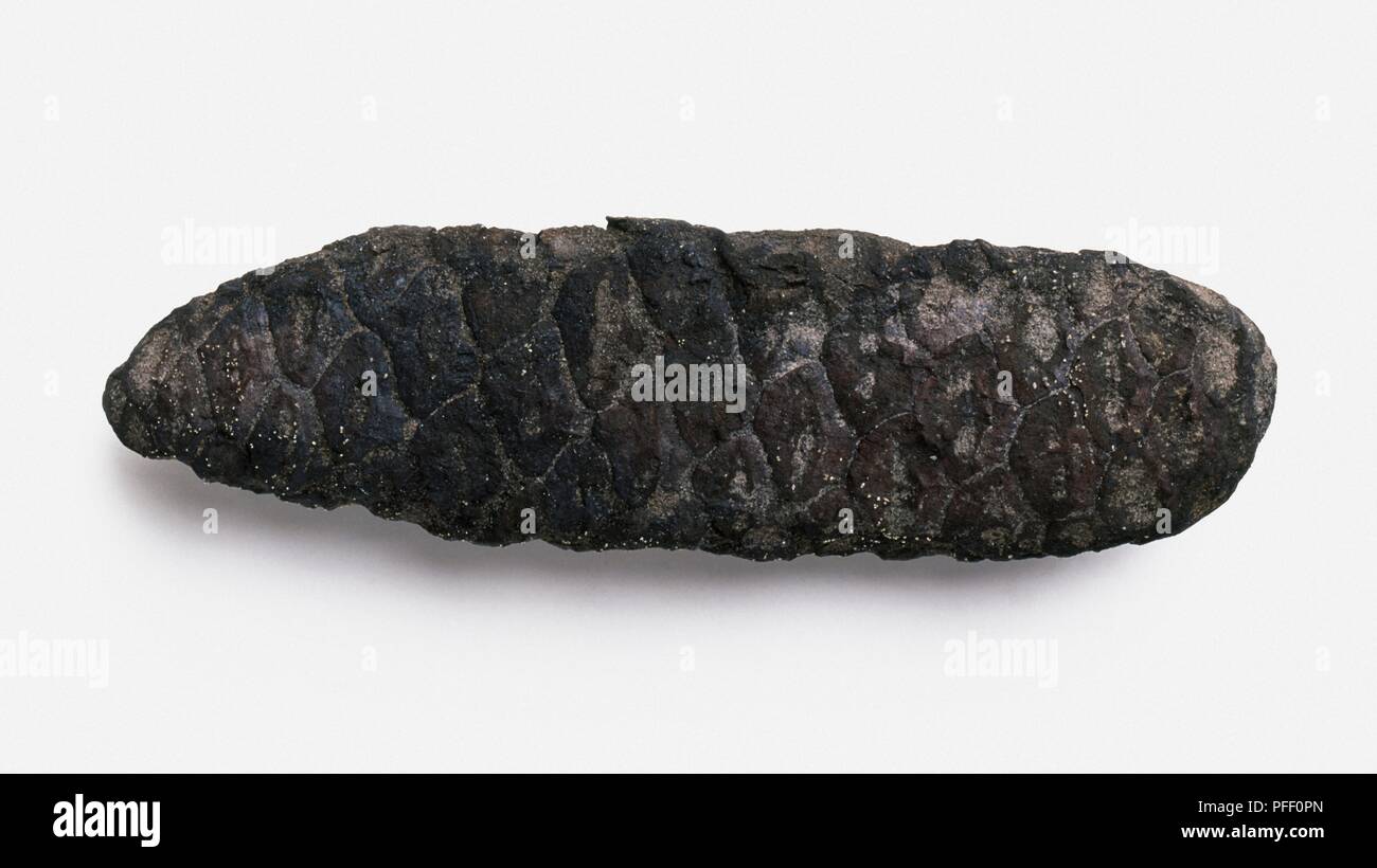 Carbonization Fossils