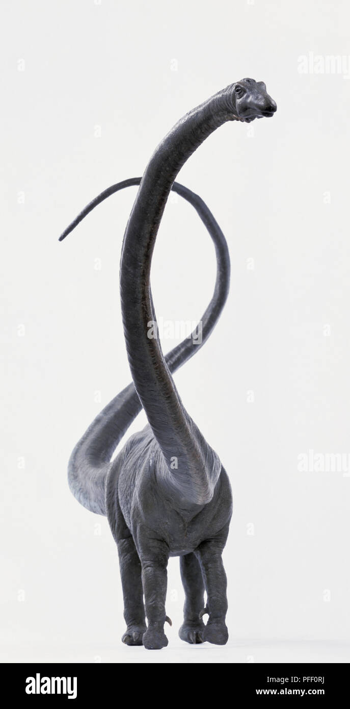 Barosaurus, head and tail raised Stock Photo - Alamy