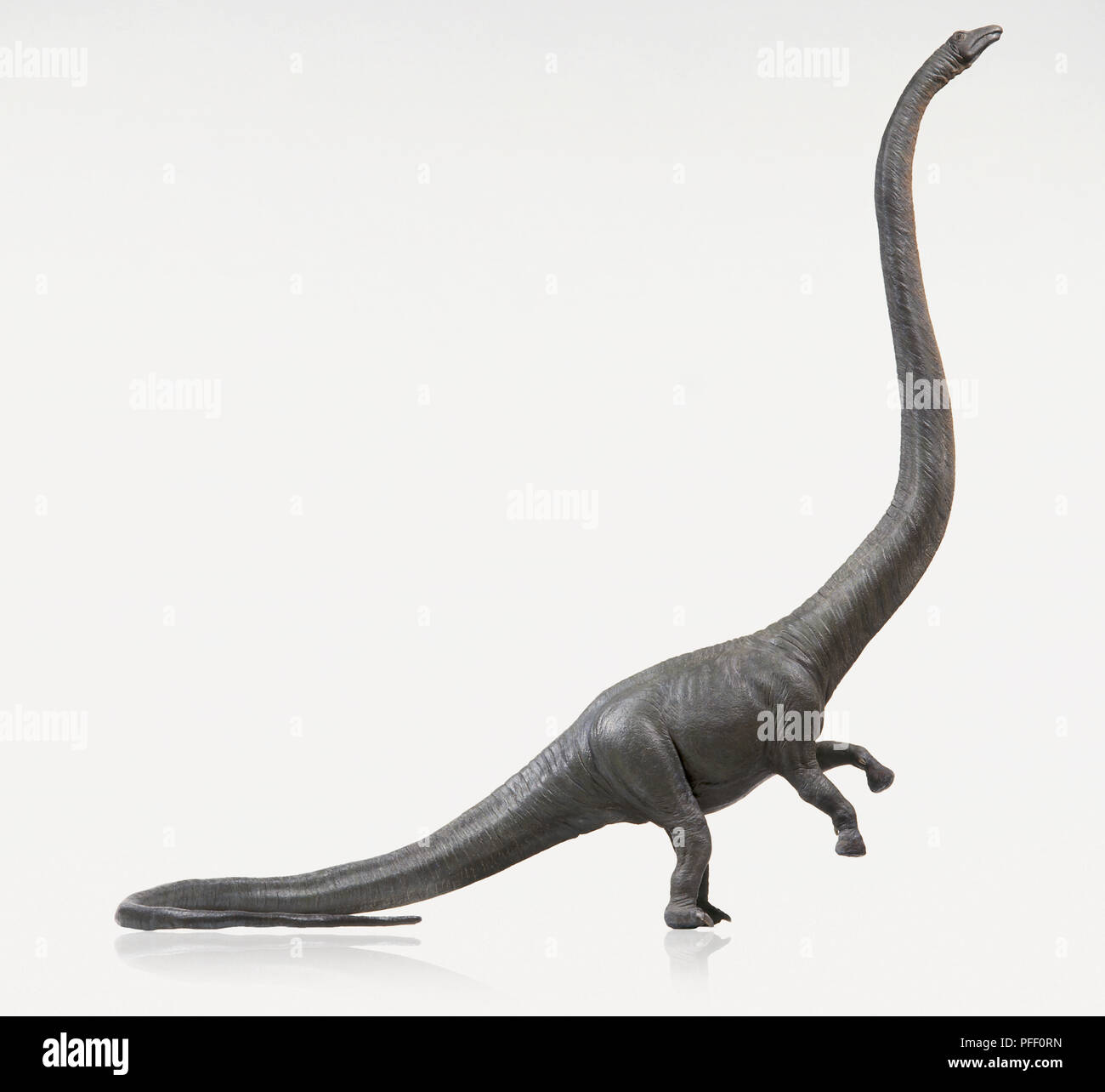 Quadruped sauropod hi-res stock photography and images - Alamy