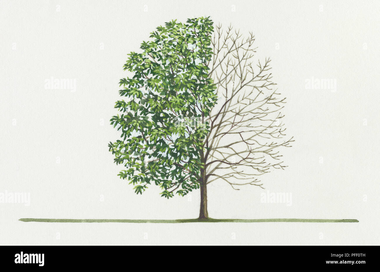 Illustration of Magnolia officinalis (Houpu Magnolia, Magnolia-bark ...
