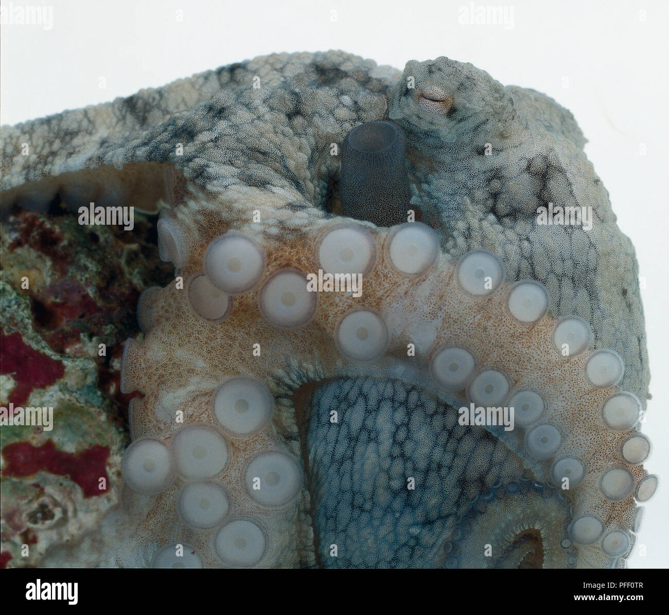 Close-up of funnel that propels Octopus (Octopus vulgaris) through ...